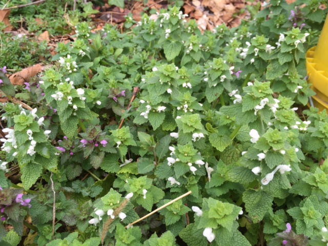 What’s Blooming? – Neighborhood Gardens Trust
